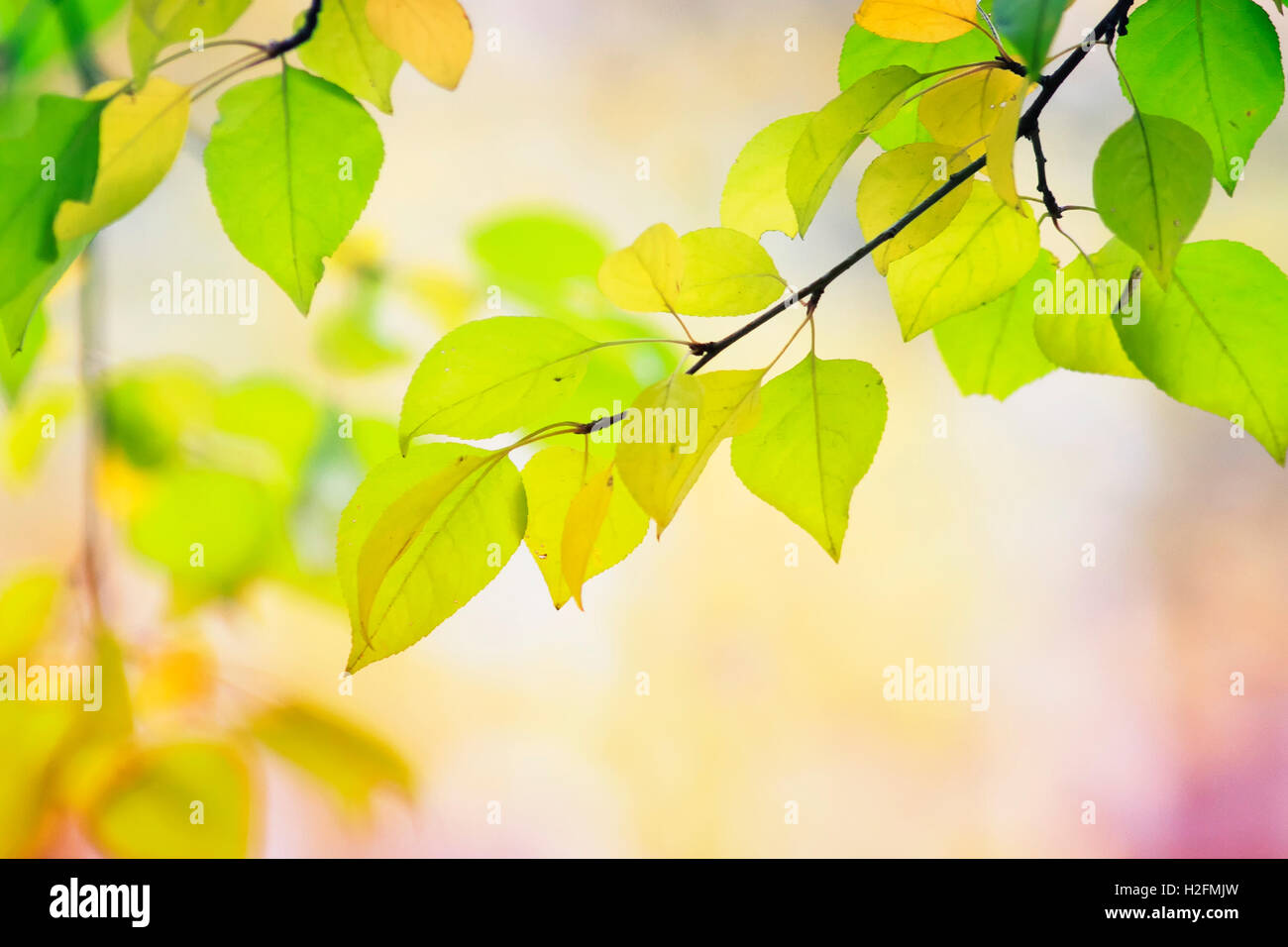 tree branch with young fresh green leaves sunlit Stock Photo - Alamy