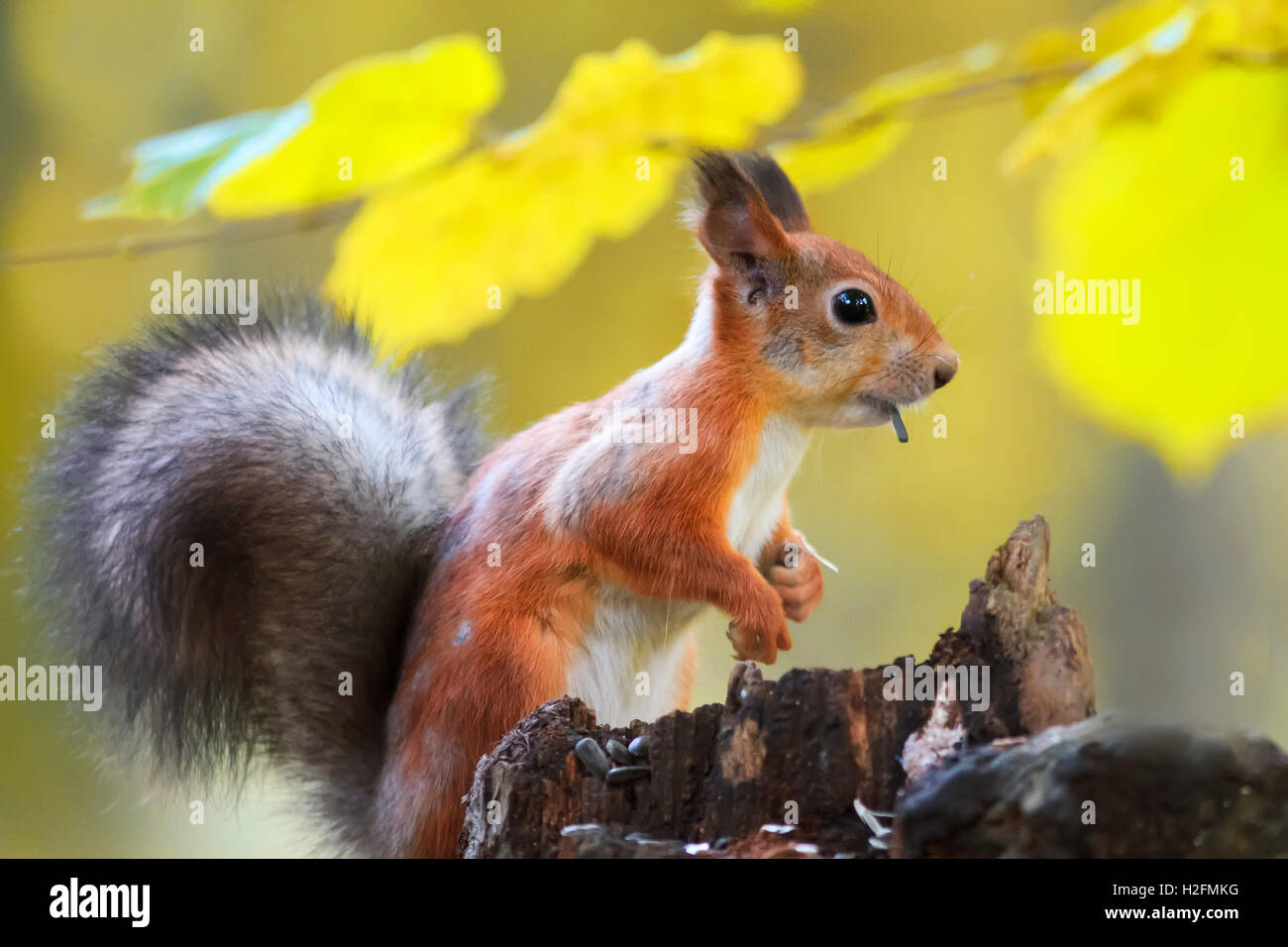 Creature pretty orange hi-res stock photography and images - Alamy