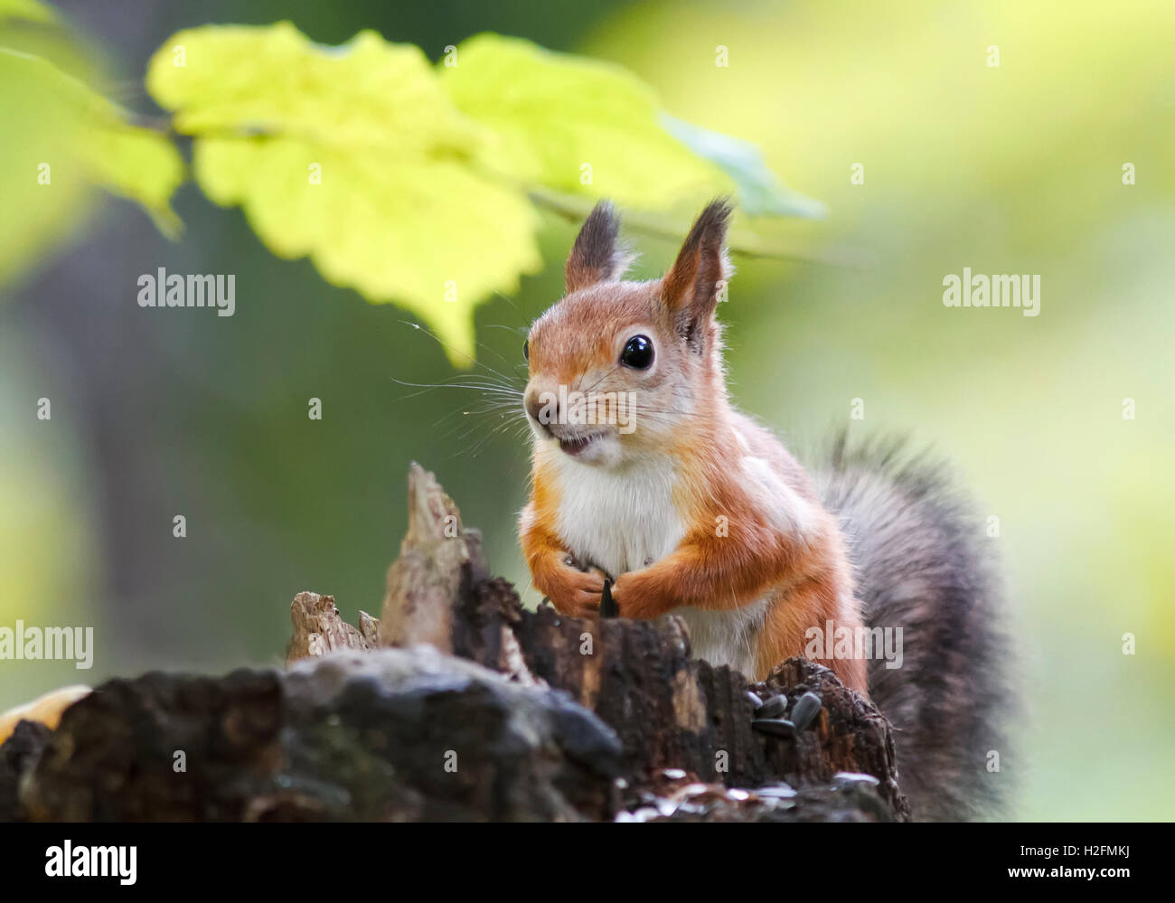 natural, nature, nut, one, orange, outdoor, park, portrait, pretty, red ...