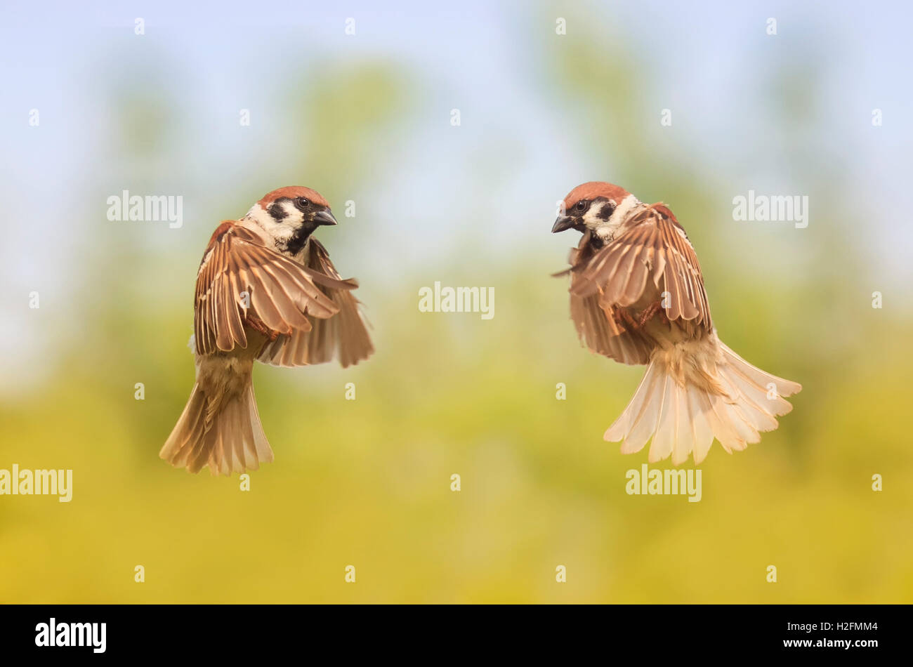 air, animal, autumn, background, beak, beautiful, beauty, bird, blue ...