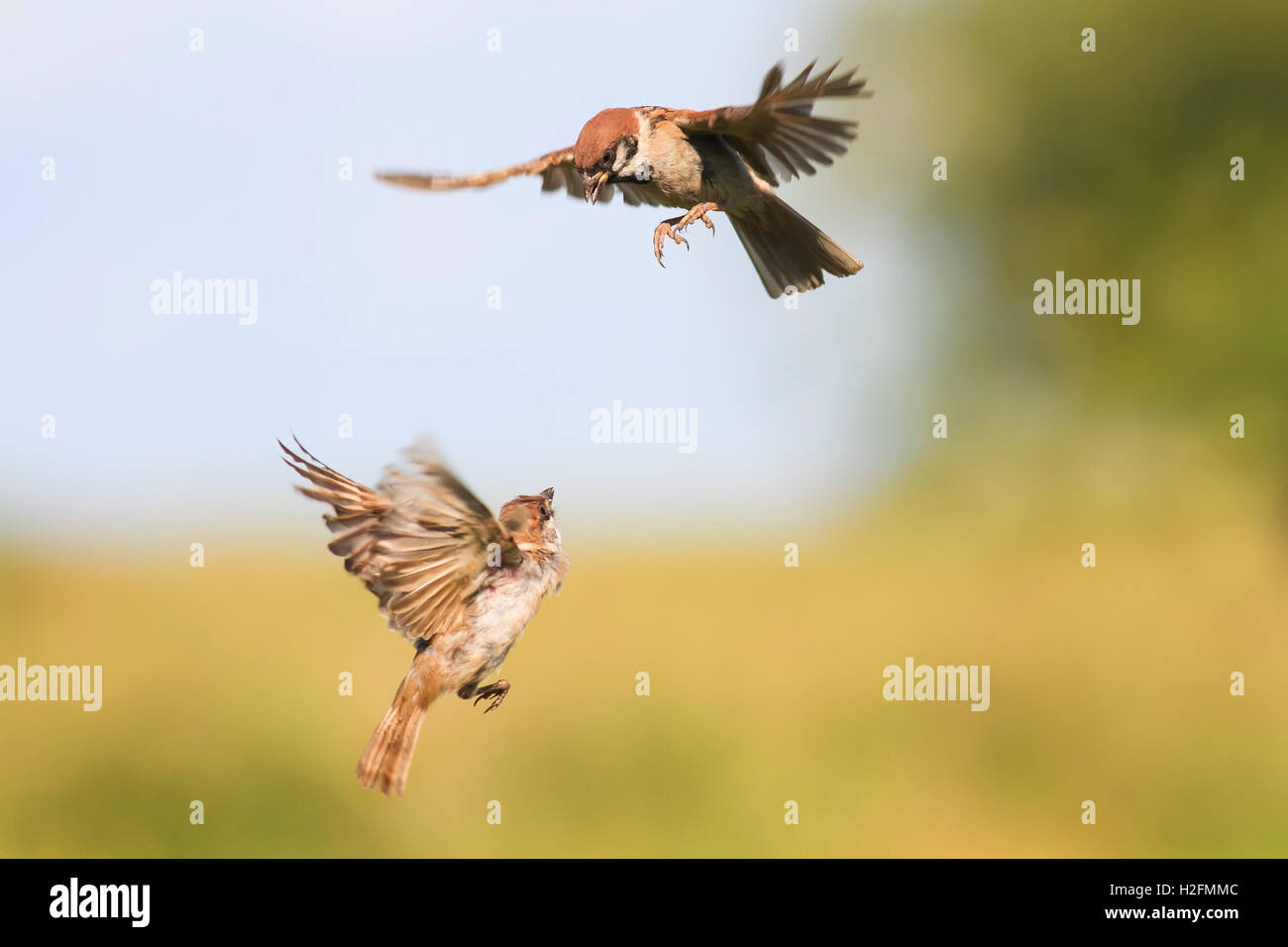 air, animal, autumn, background, beak, beautiful, beauty, bird, blue ...