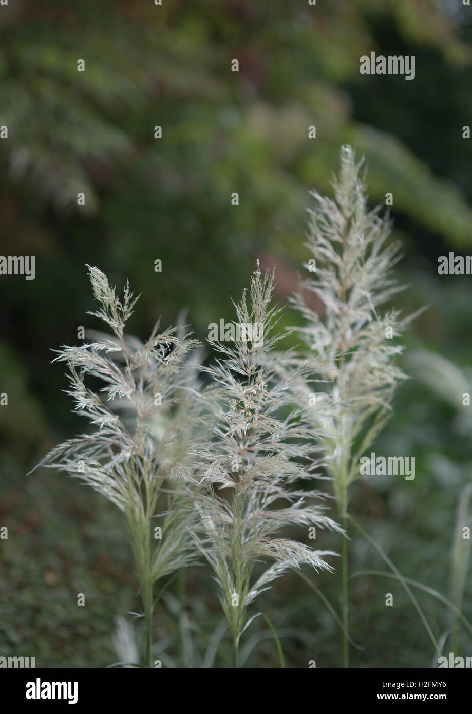 Silvery coloured grasses with soft focus blurred background in cheshire ...