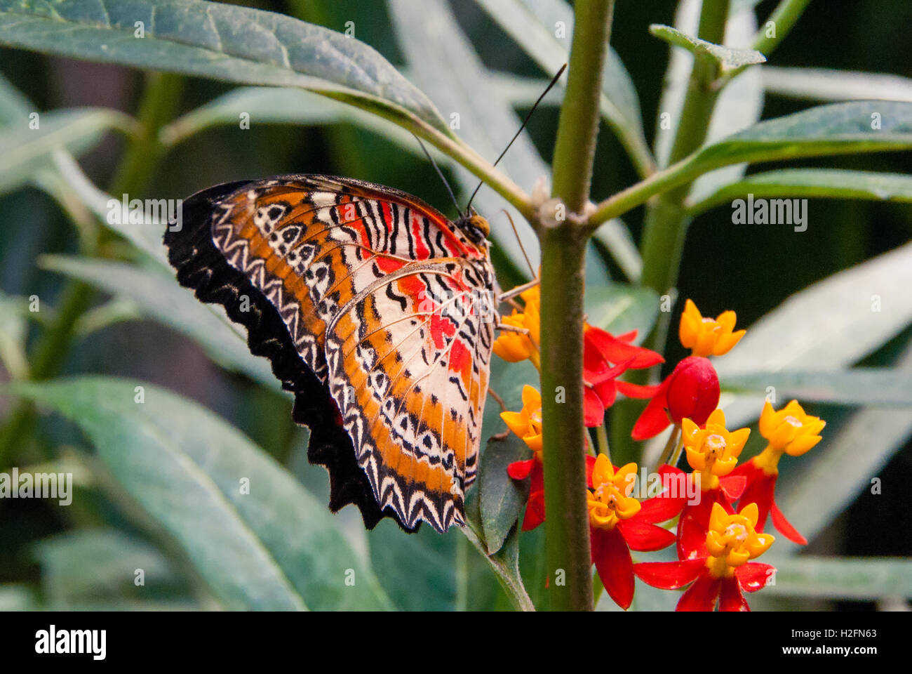 A beautiful butterfly standing on a green leaf Stock Photo - Alamy