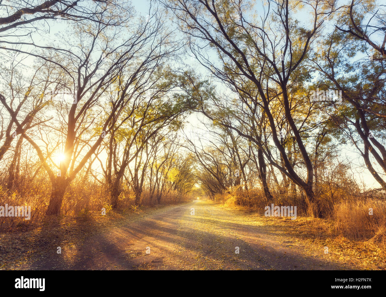 Road forest tree leaves yellow hi-res stock photography and images - Alamy