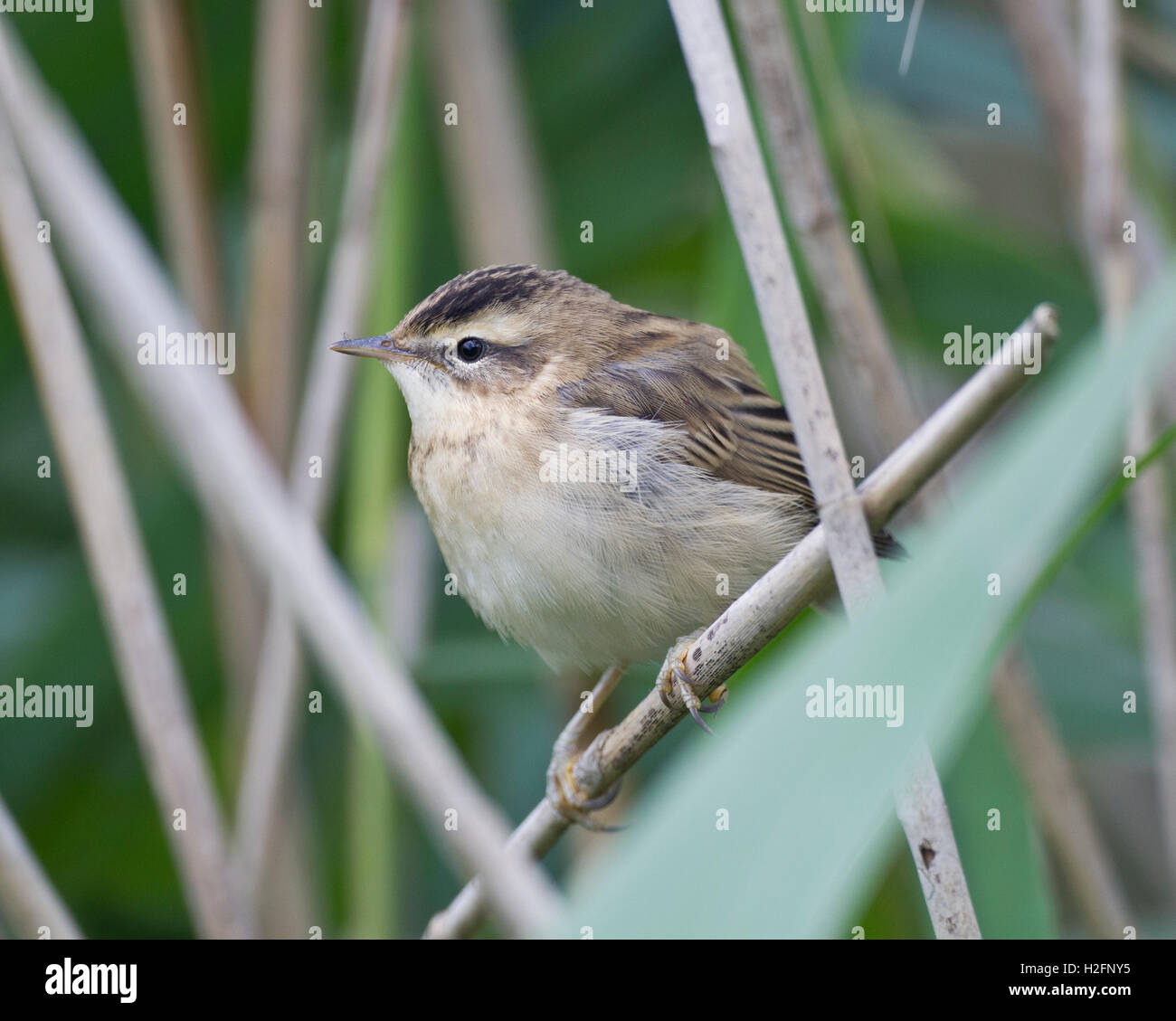 Sedge Warbler (Acrocephalus schoenobaenus) in reeds Stock Photo - Alamy