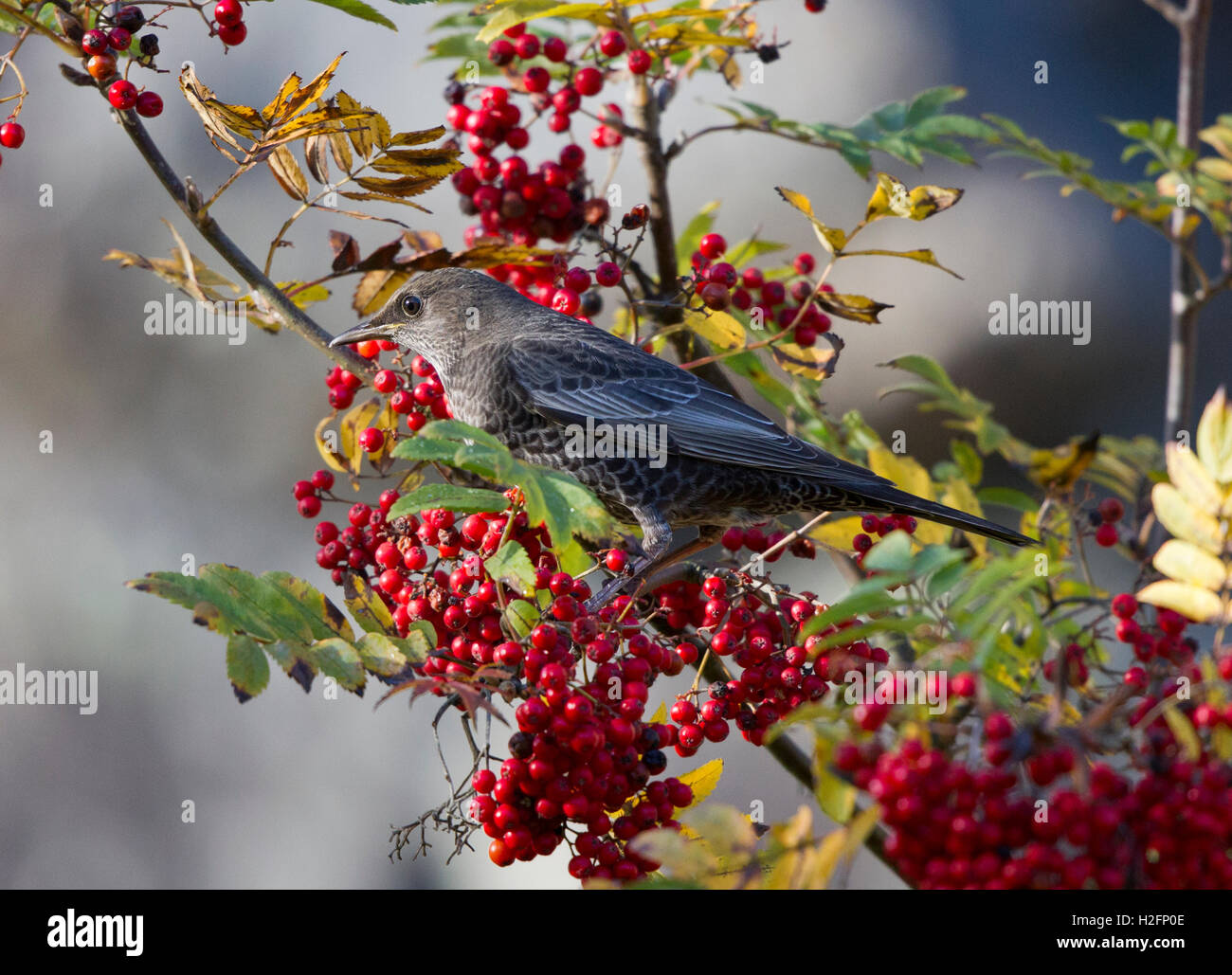 Female ring ouzel turdus torquatus hi-res stock photography and images ...