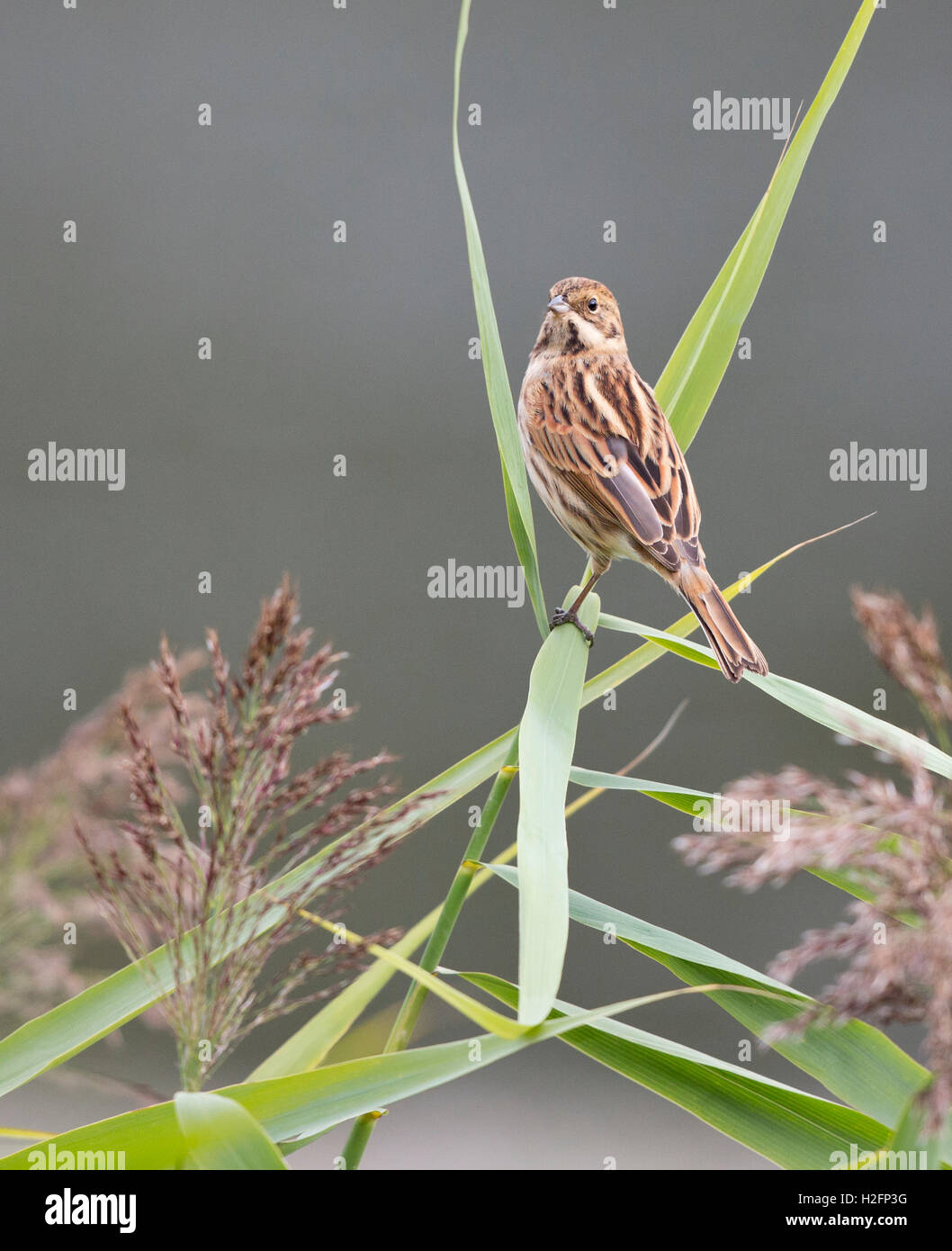 Female reed bunting perched hi-res stock photography and images - Alamy