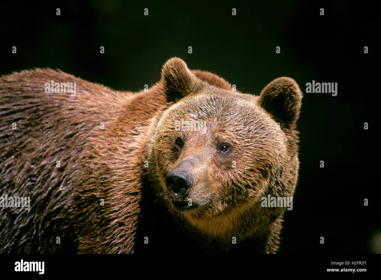 Marsican brown bear ursus arctos hi-res stock photography and images ...
