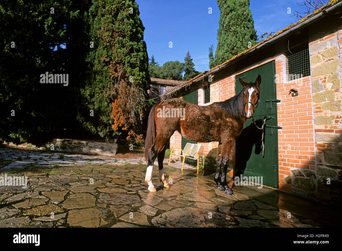 Cavalli a cavallo hi-res stock photography and images - Alamy