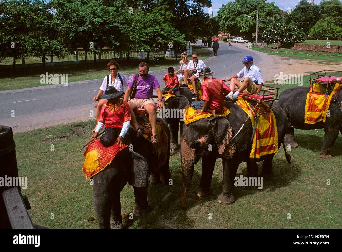 Asian elephants (elephas maximus) transporting tourists, Ayutthaya ...
