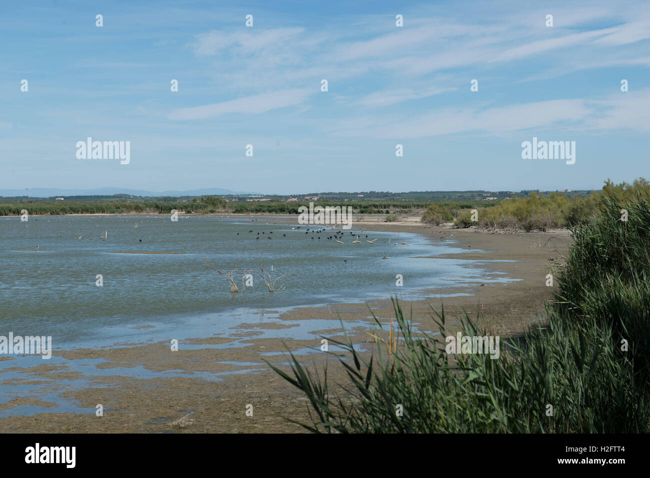Habitat in the nature reserve Etang de Scamandre, Camarque, France ...
