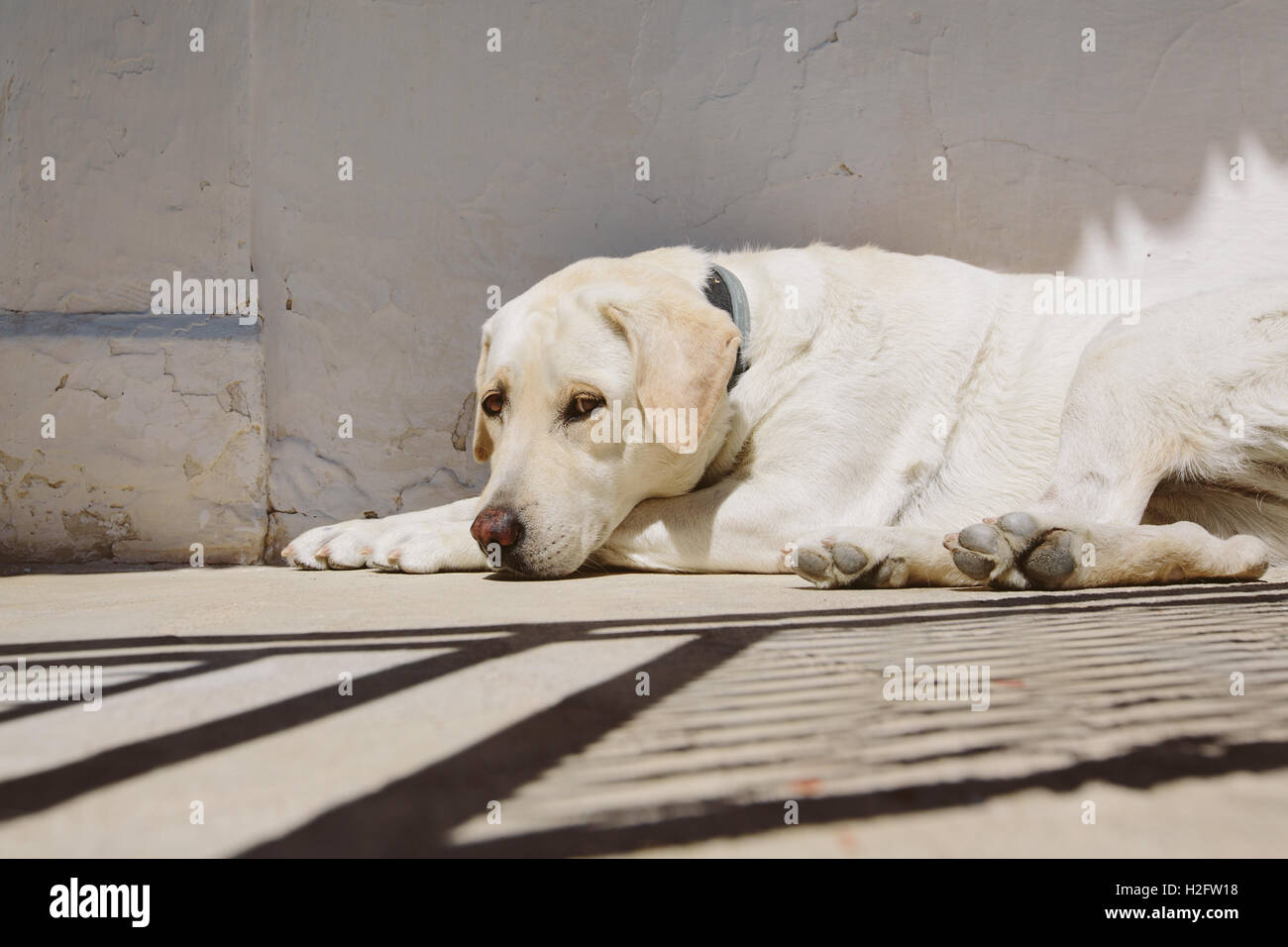 white dog lies Stock Photo - Alamy