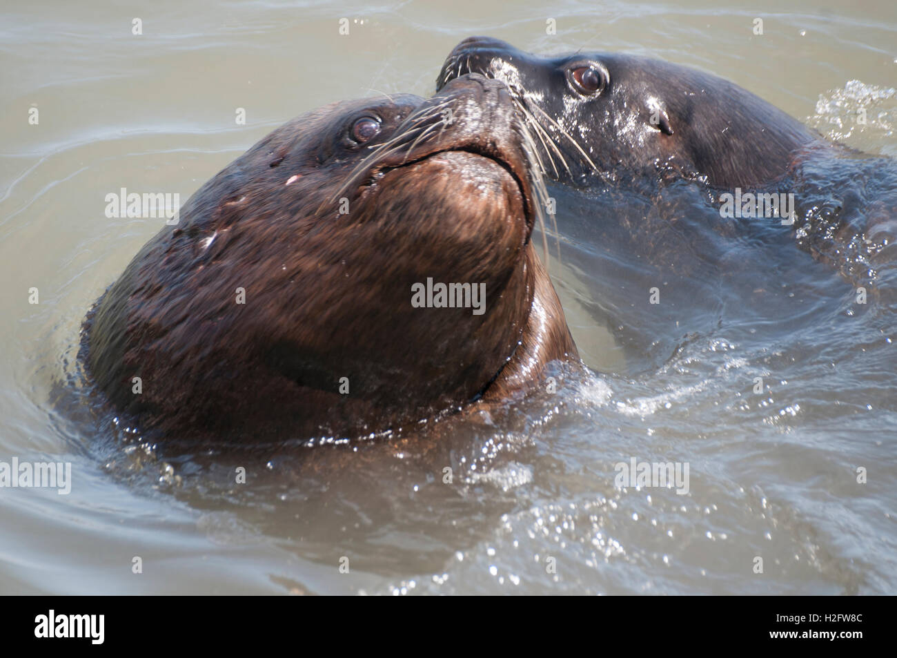 Competition Animals For Food