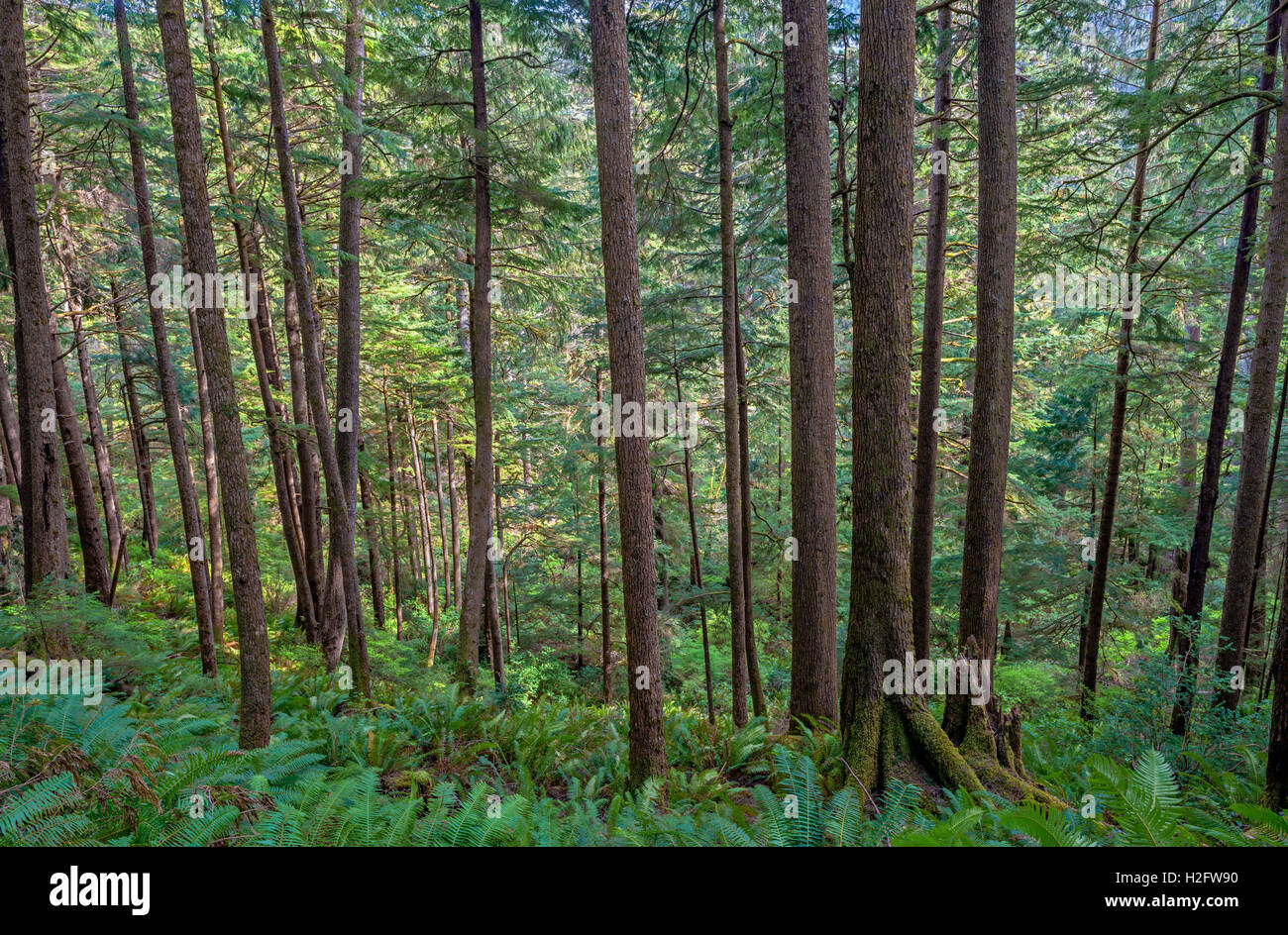 USA, Oregon, Oswald West State Park, Coastal rainforest of Sitka spruce ...