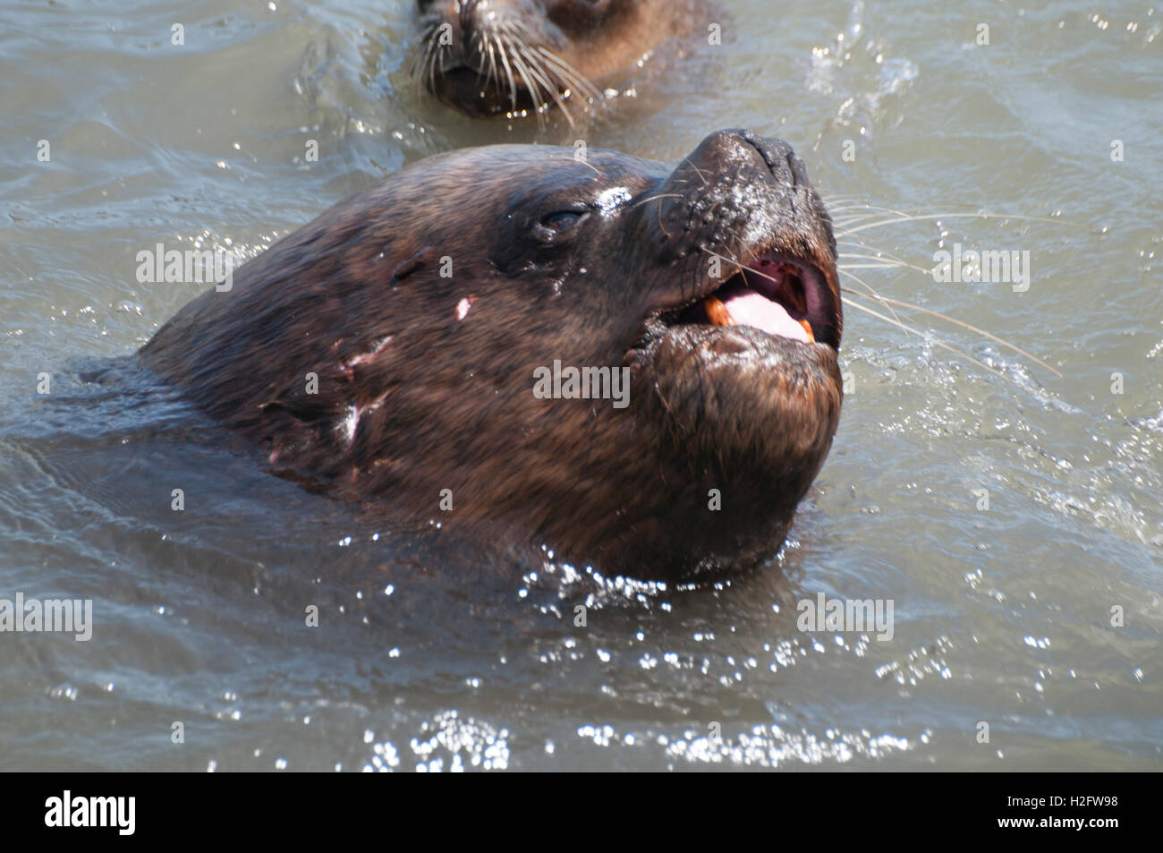 Animals Competing For Food