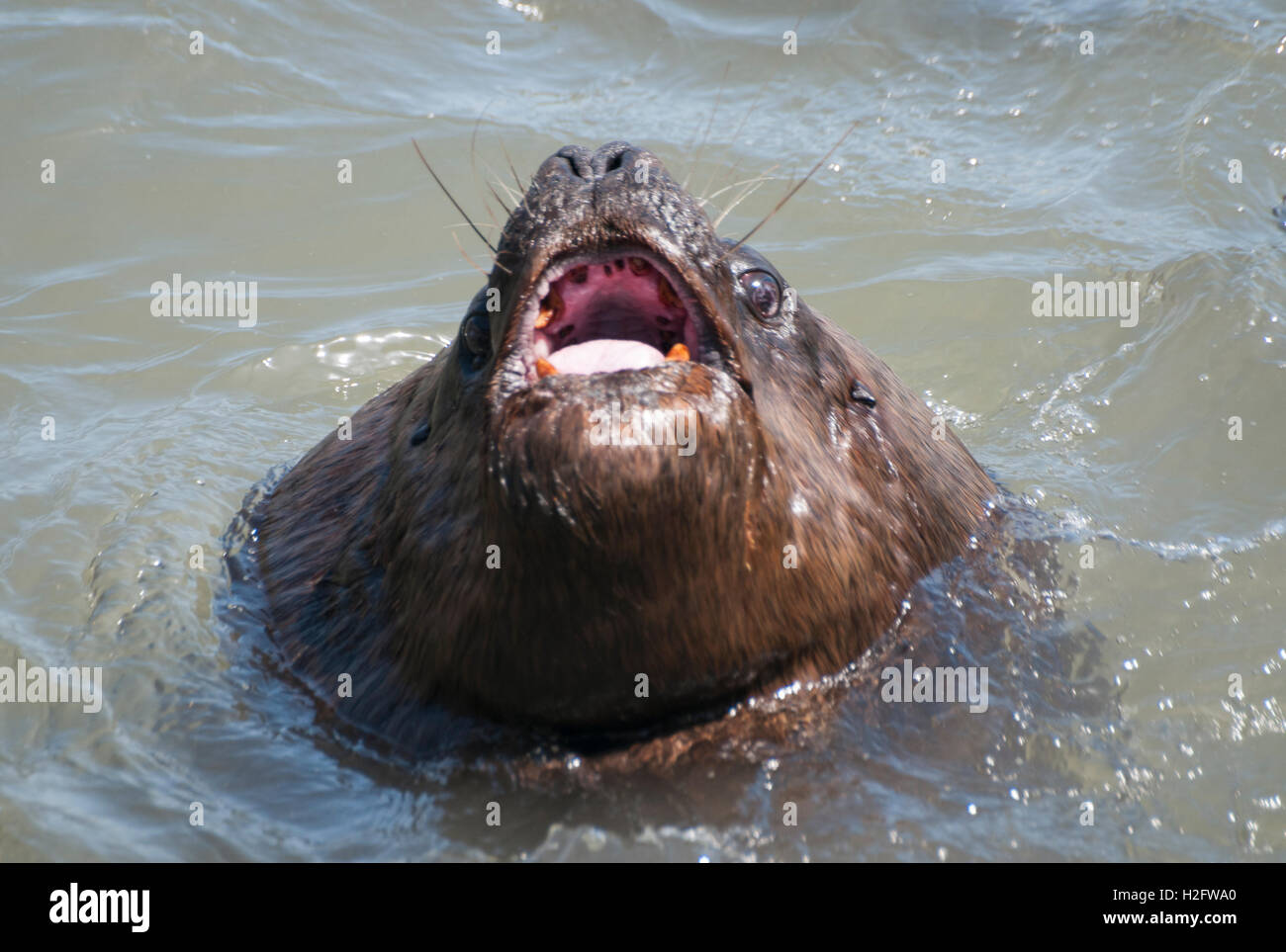 Animals competing for food hi-res stock photography and images - Alamy