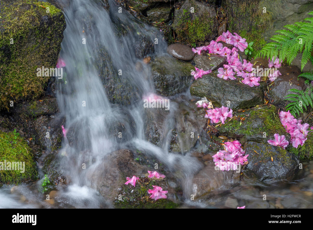USA, Oregon, Portland, Crystal Springs Rhododendron Garden, Small ...