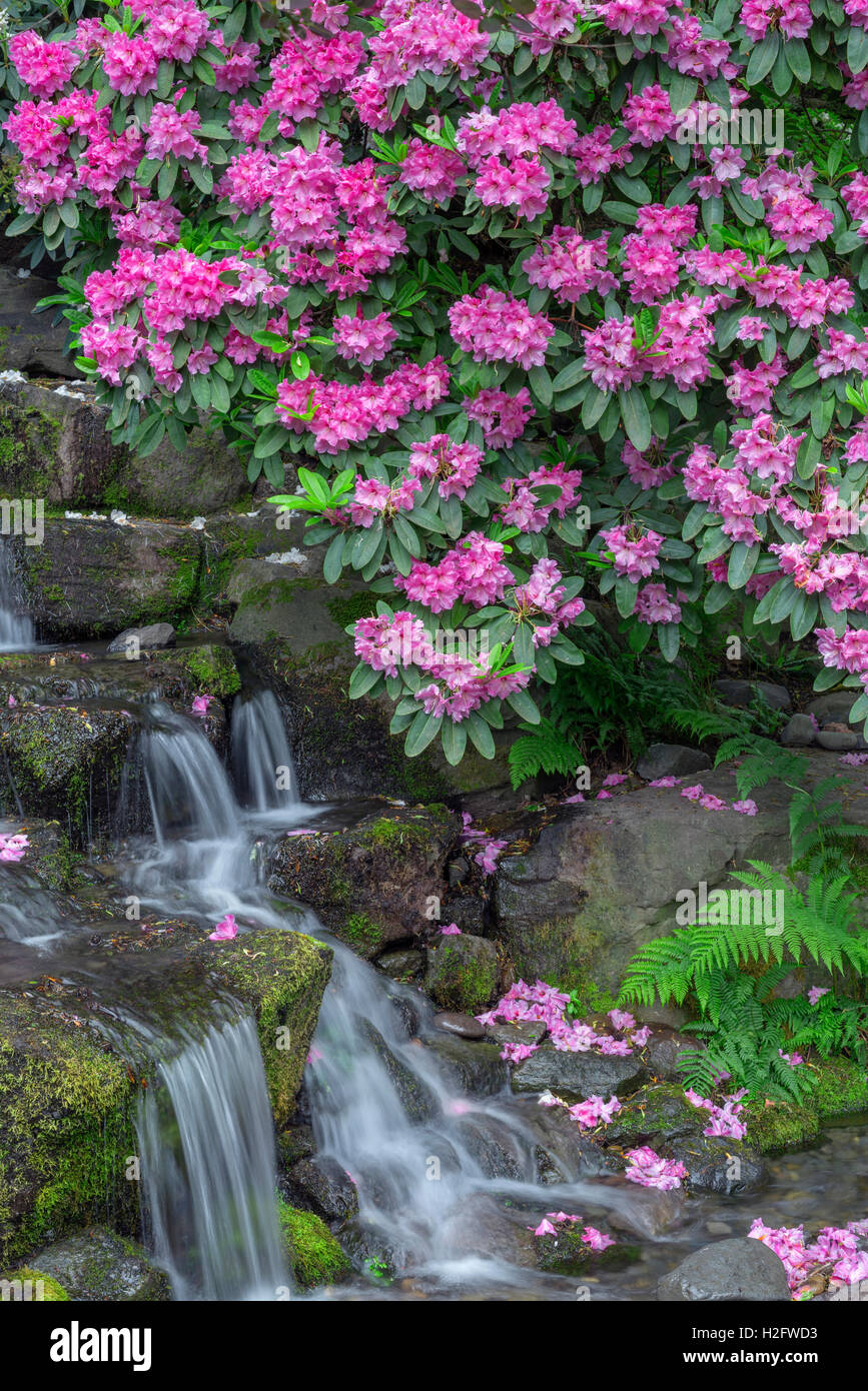 USA, Oregon, Portland, Crystal Springs Rhododendron Garden ...