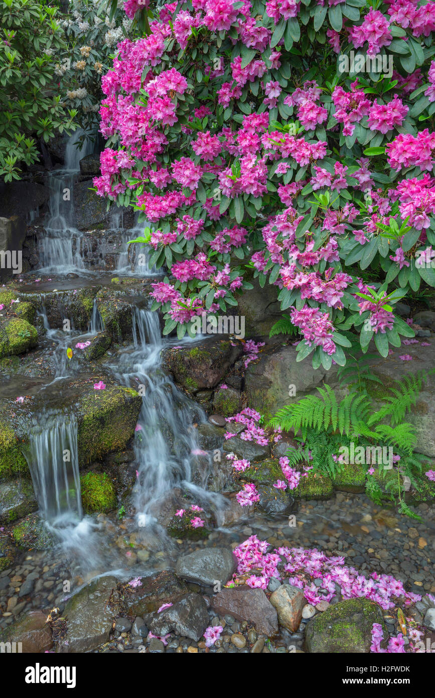 USA, Oregon, Portland, Crystal Springs Rhododendron Garden ...