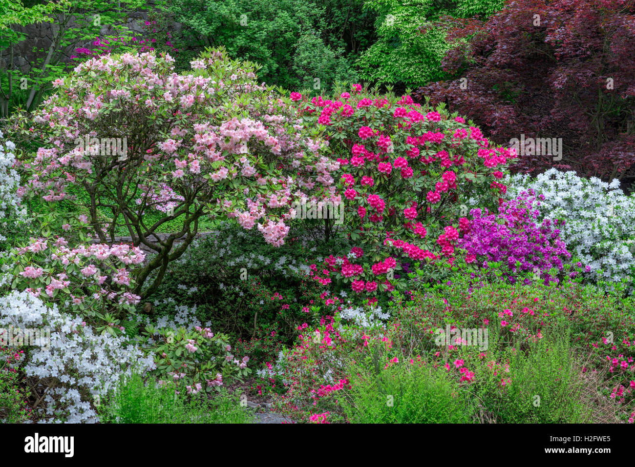USA, Oregon, Portland, Crystal Springs Rhododendron Garden, Colorful ...