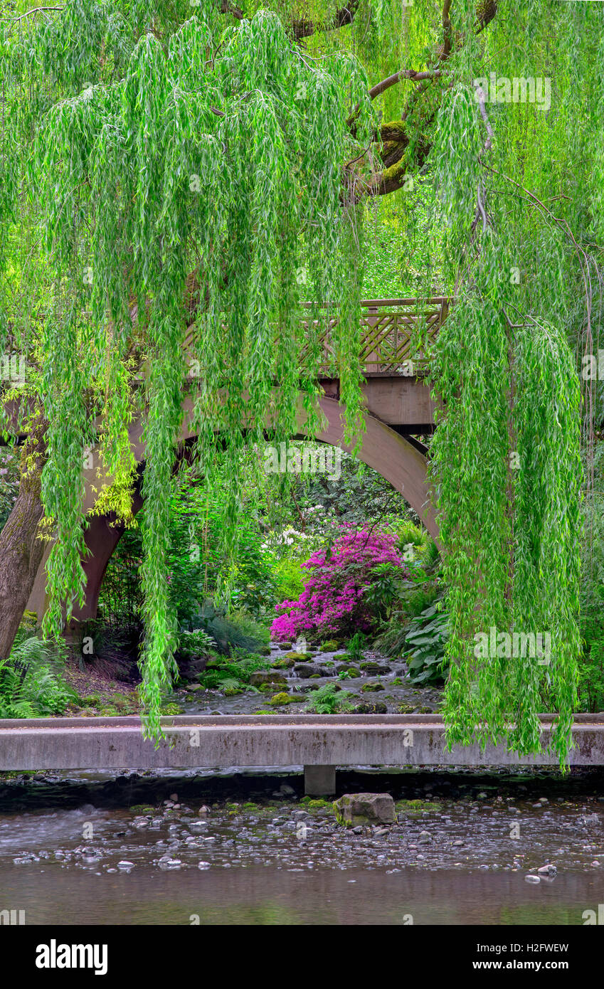 USA; Oregon; Portland; Crystal Springs Rhododendron Garden; Weeping ...
