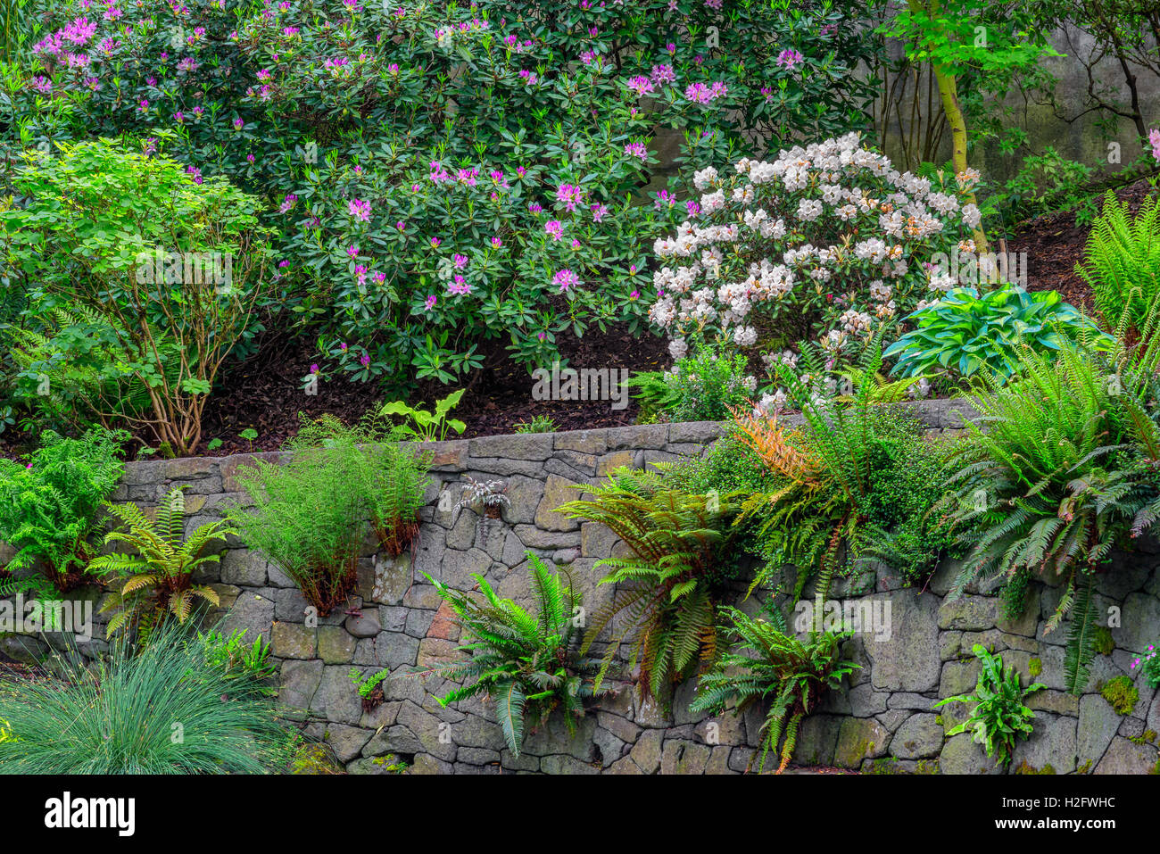 USA, Oregon, Portland, Crystal Springs Rhododendron Garden, Variety of ...