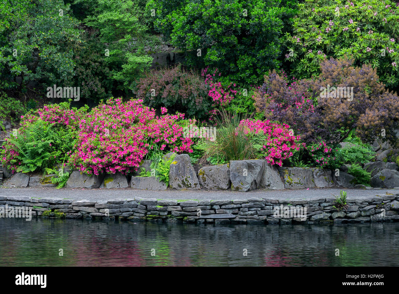 USA, Oregon, Portland, Crystal Springs Rhododendron Garden, Blooming ...