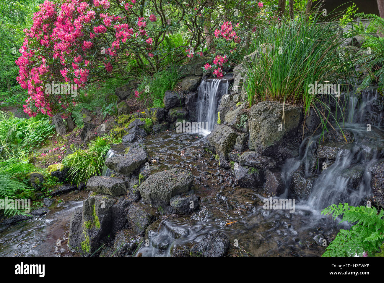 USA, Oregon, Portland, Crystal Springs Rhododendron Garden, Light red ...