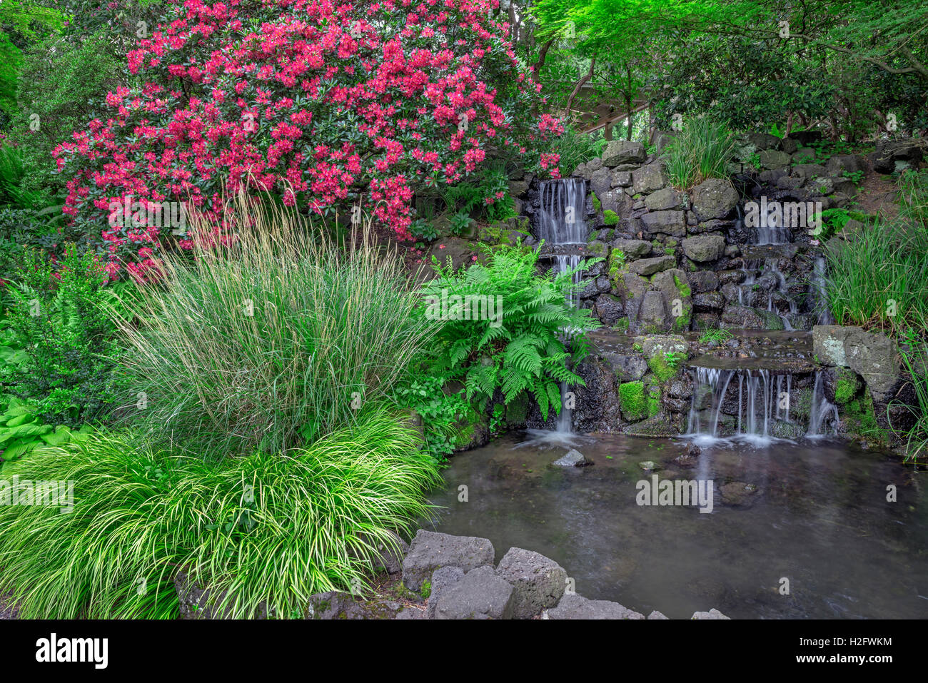 USA, Oregon, Portland, Crystal Springs Rhododendron Garden ...