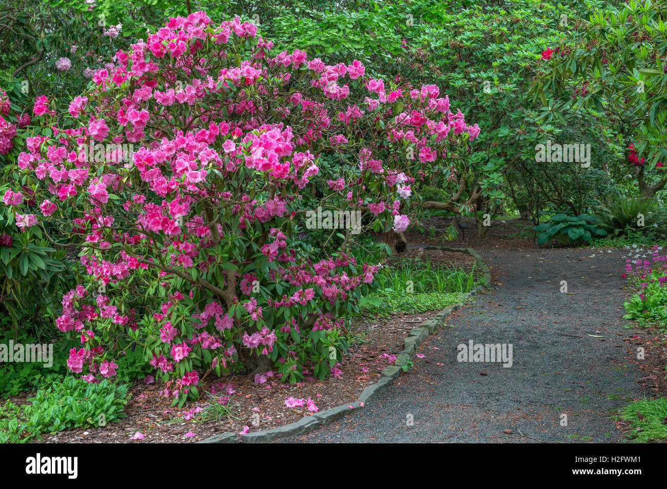 USA, Oregon, Portland, Crystal Springs Rhododendron Garden, Light red ...
