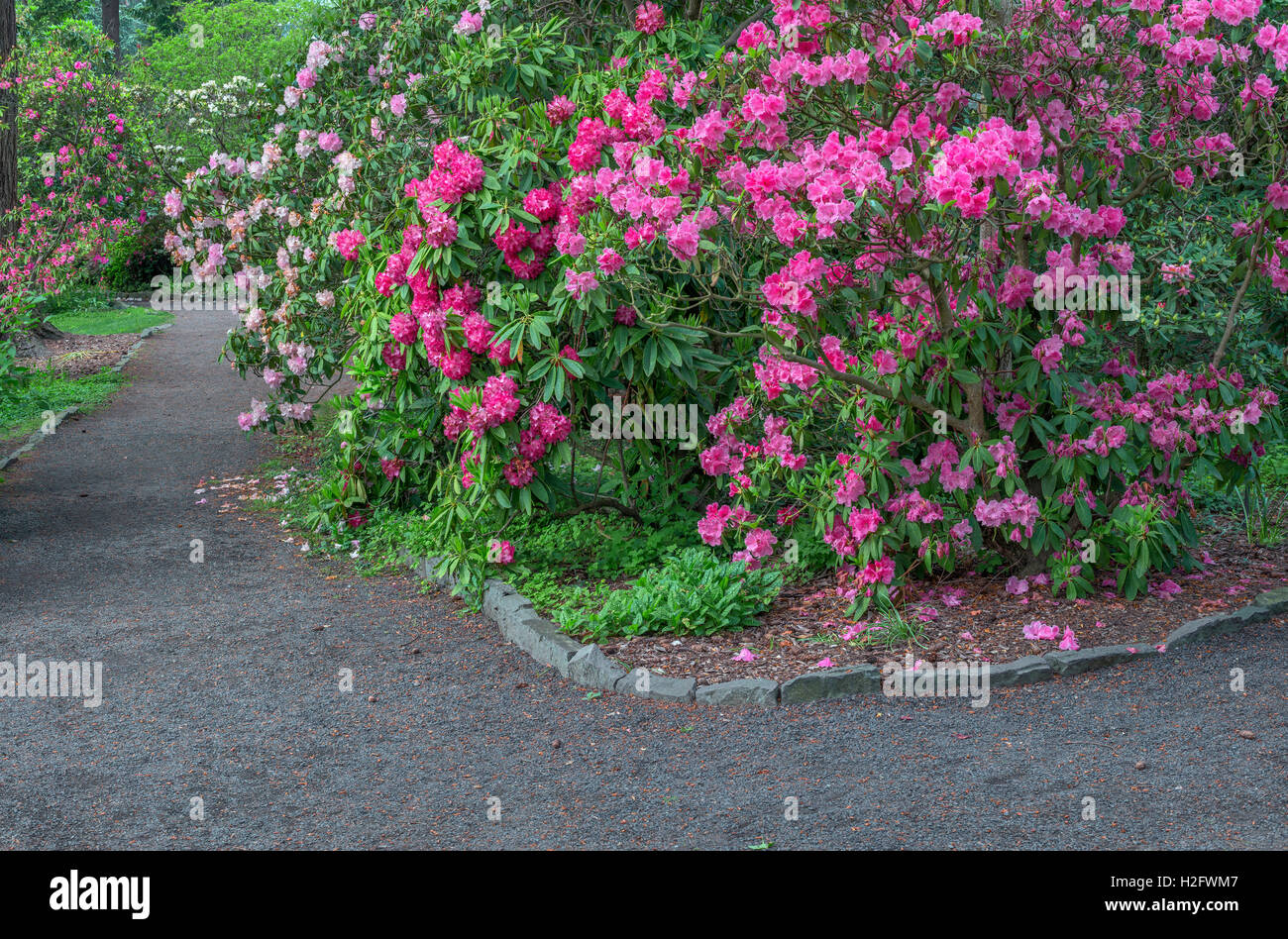 USA, Oregon, Portland, Crystal Springs Rhododendron Garden, Light red ...