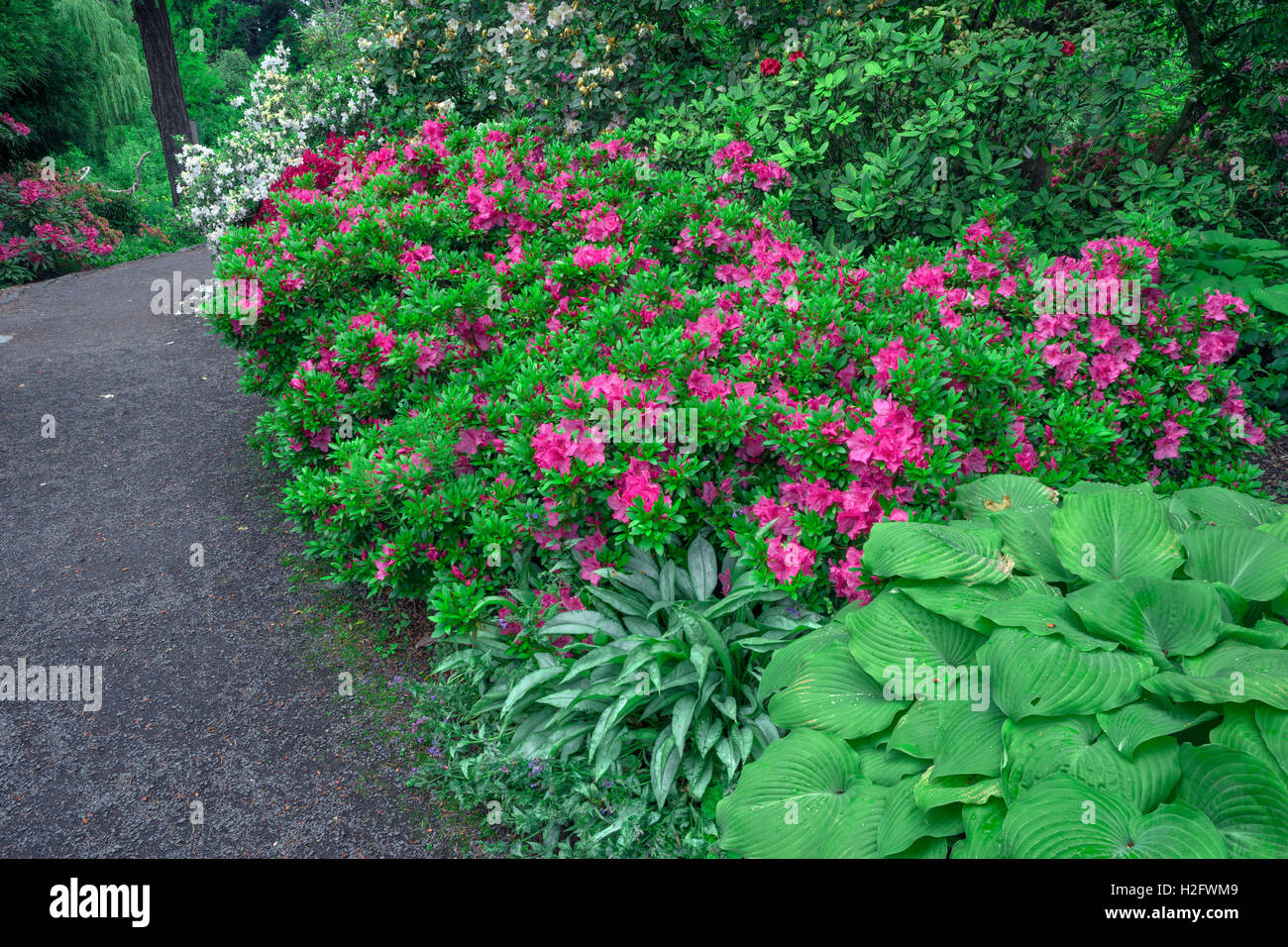 USA, Oregon, Portland, Crystal Springs Rhododendron Garden ...