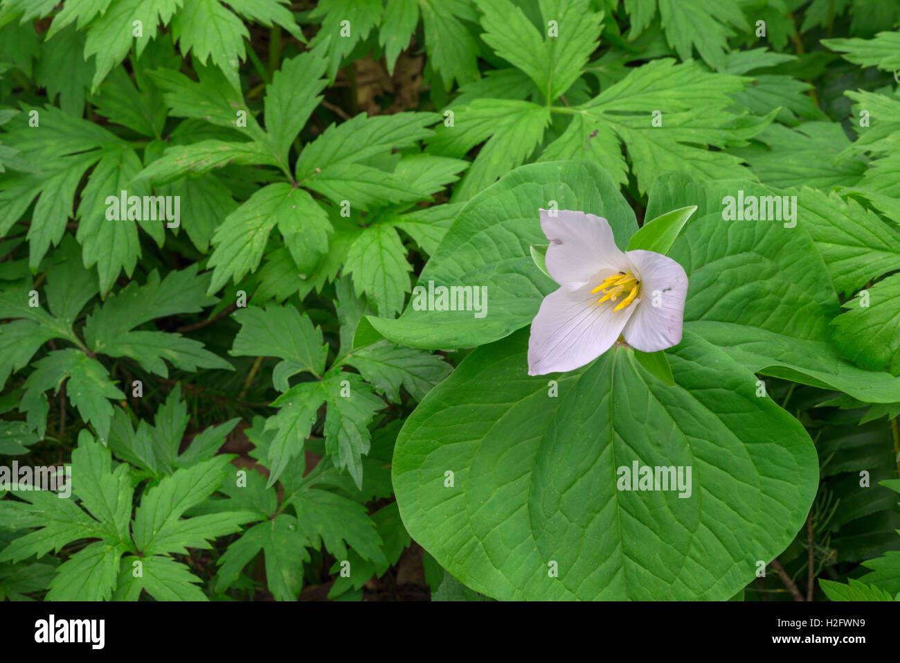 USA, Oregon, Tryon Creek State Natural Area, Western Trillium in bloom ...