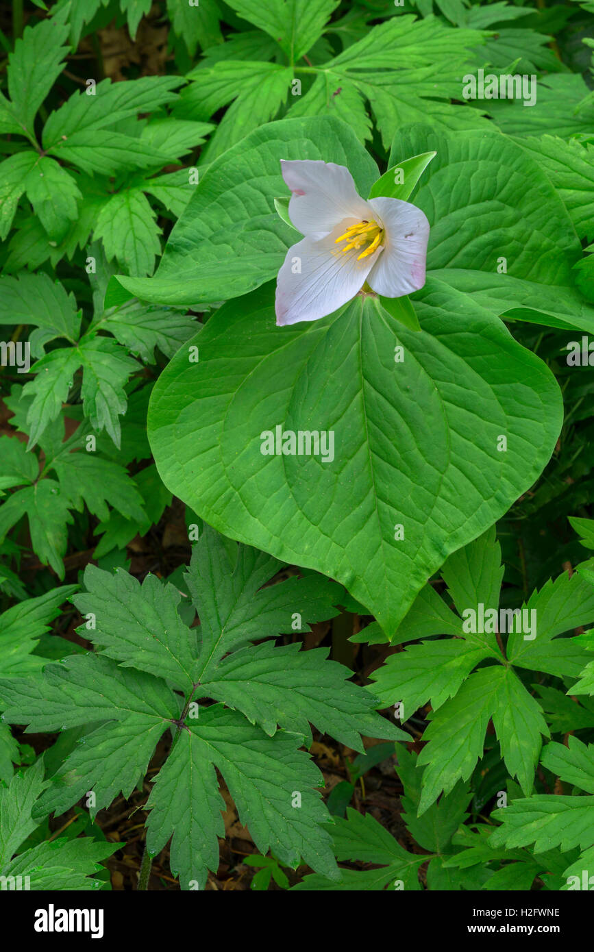 Trillium blooming on forest floor hi-res stock photography and images ...