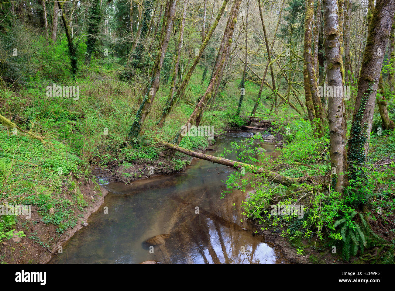 USA, Oregon, Tryon Creek State Natural Area, Tryon Creek and lush early ...