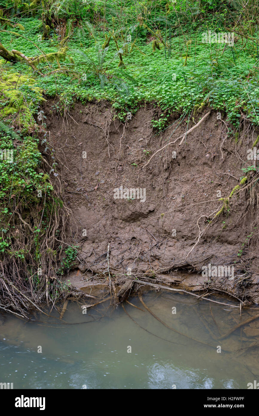 USA, Oregon, Tryon Creek State Natural Area, Tryon Creek and eroded ...