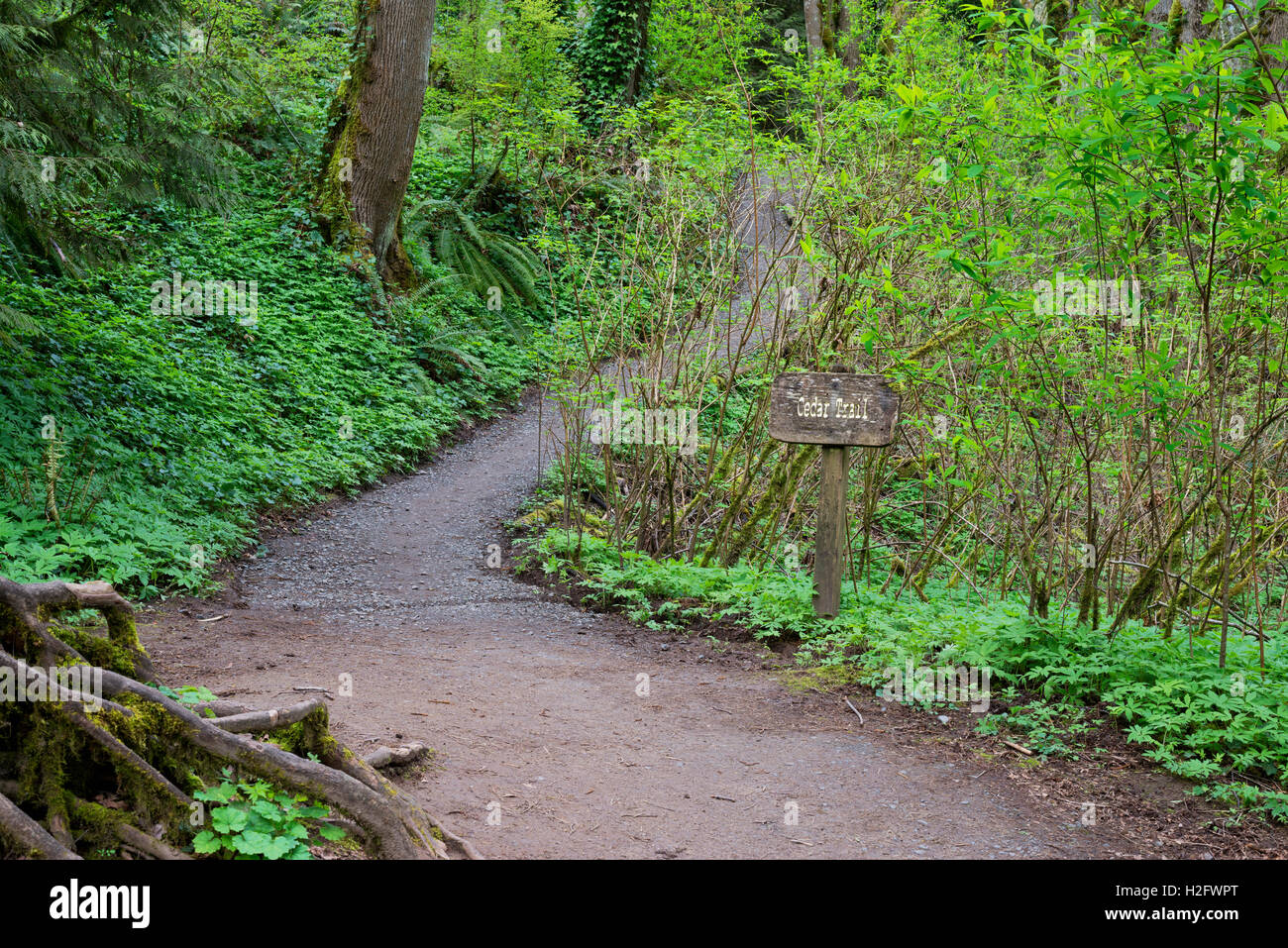 USA, Oregon, Tryon Creek State Natural Area, Trail through lush spring ...