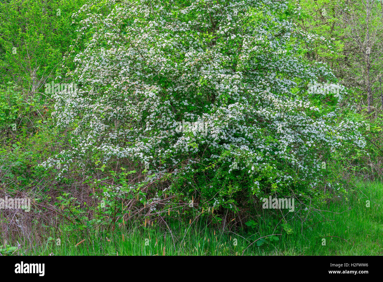 USA, Oregon, Sauvie Island Wildlife Area, Black hawthorn (Crataegus ...