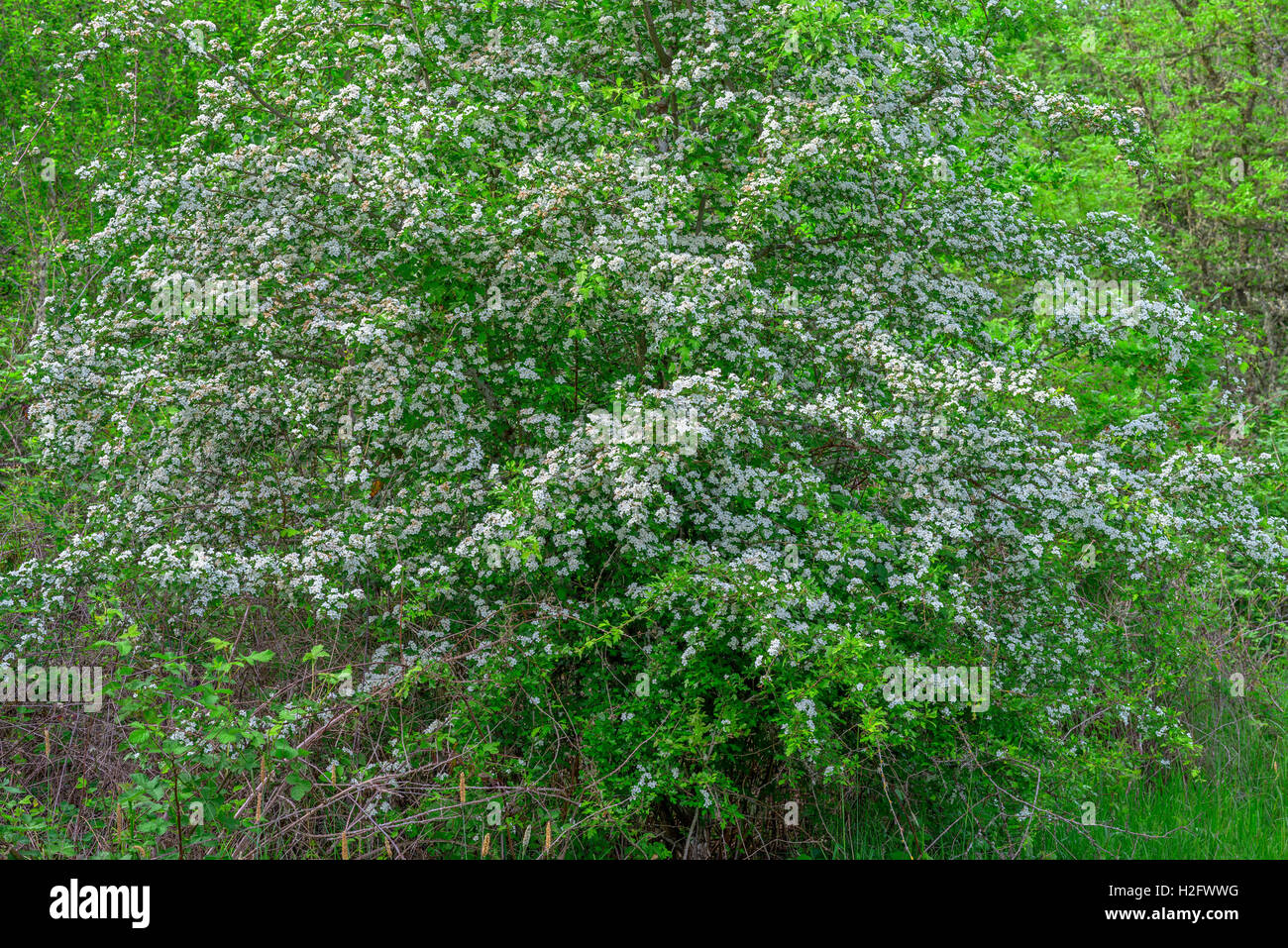 USA, Oregon, Sauvie Island Wildlife Area, Black hawthorn (Crataegus ...