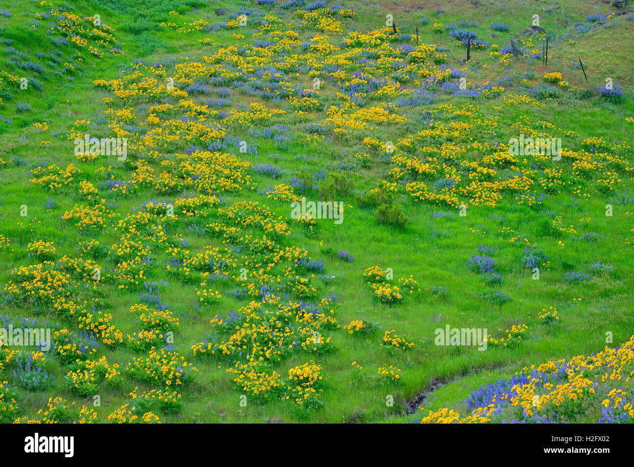 USA, Washington, Columbia River Gorge National Scenic Area, Spring ...