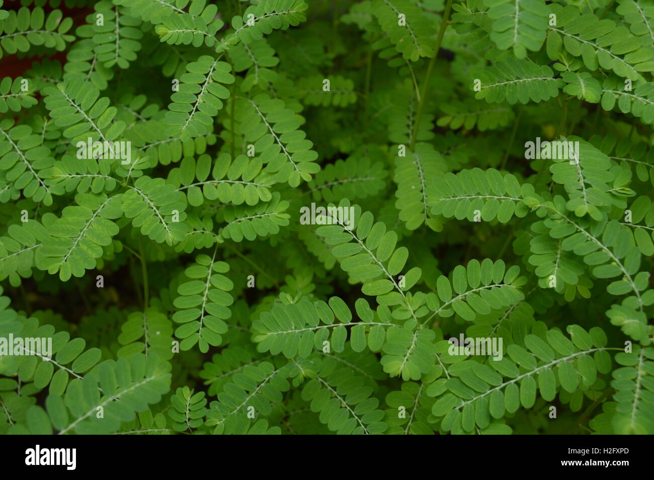 Baby tamarind leaves hi-res stock photography and images - Alamy