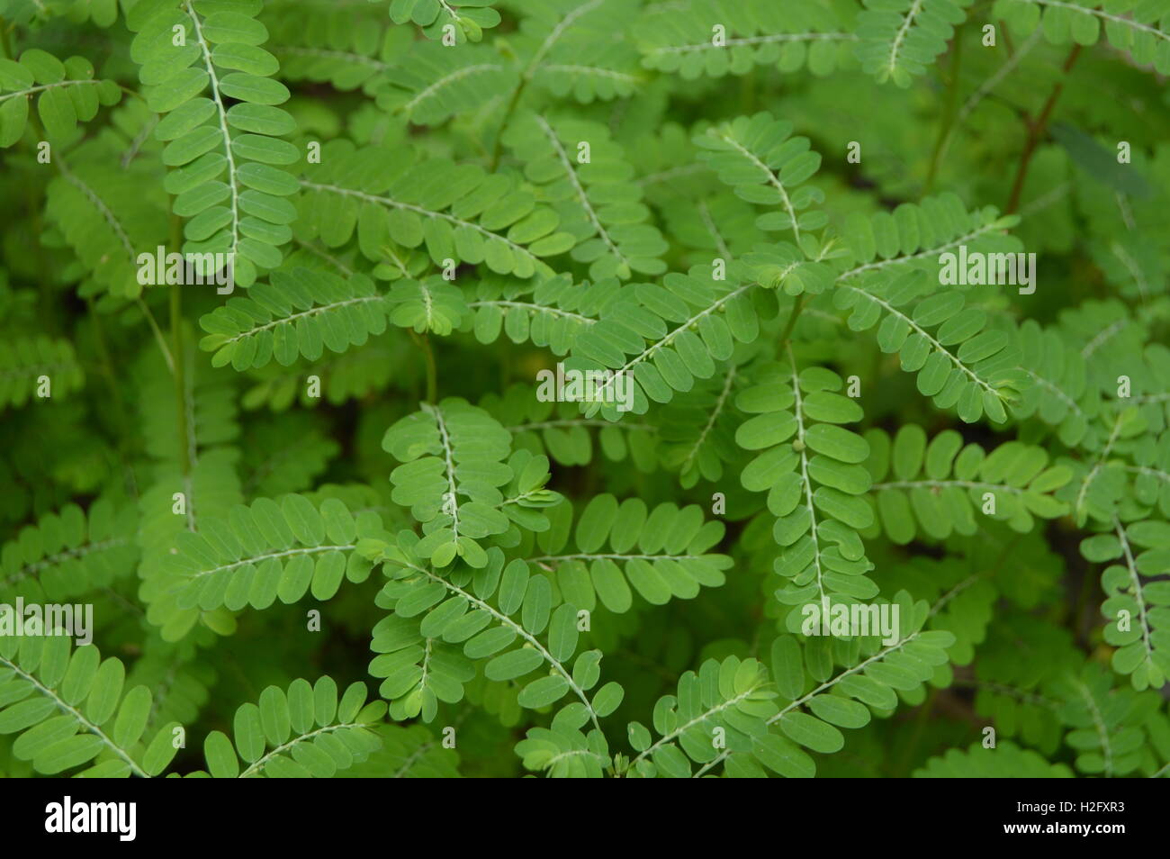 Small tamarind plants Stock Photo - Alamy