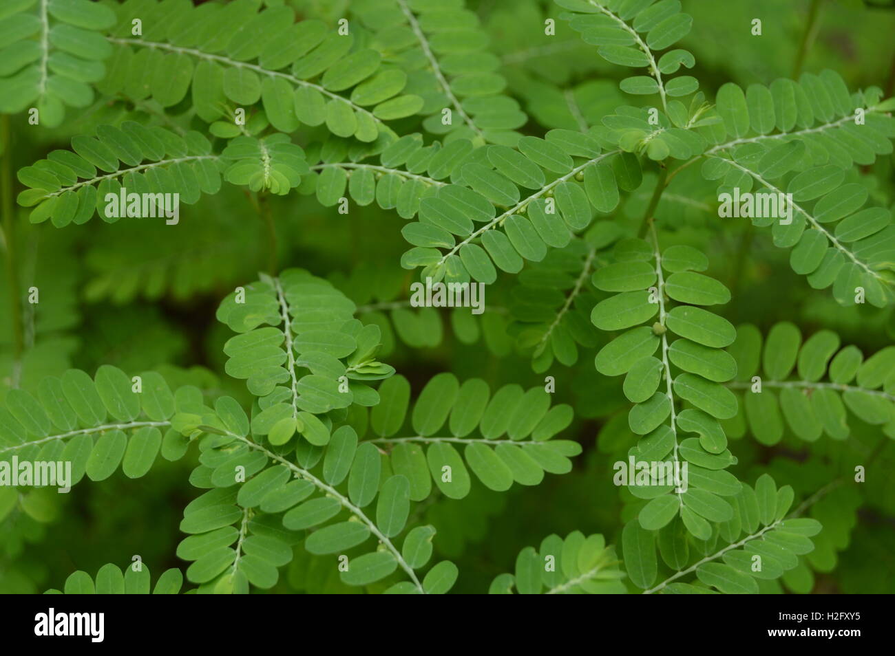 Small tamarind plants Stock Photo - Alamy