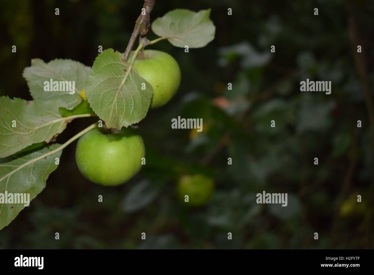 Pair of apples trees hi-res stock photography and images - Alamy