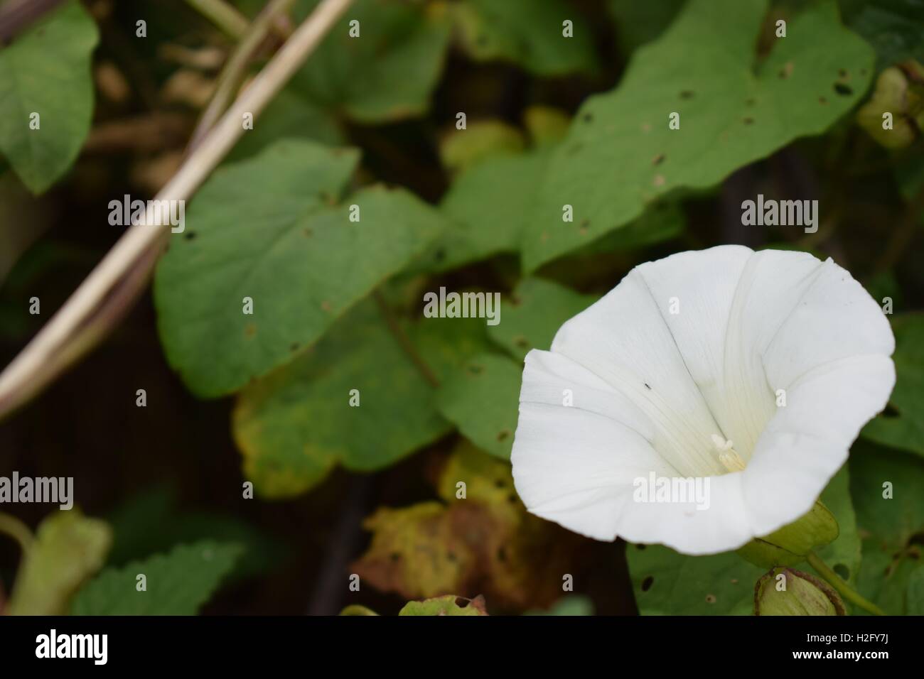 Common Bindweed in the hedgerow Stock Photo - Alamy