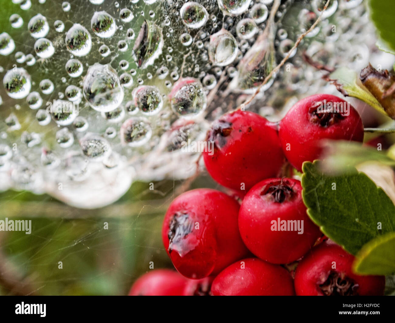 Sparkling Dew High Resolution Stock Photography and Images - Alamy