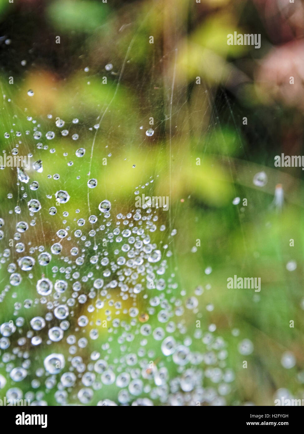 Sparkling Dew captured by cobwebs in autumn hedgerows Stock Photo - Alamy