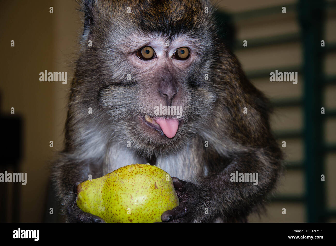 Monkey for breakfast eats ripe and juicy PEAR Stock Photo - Alamy