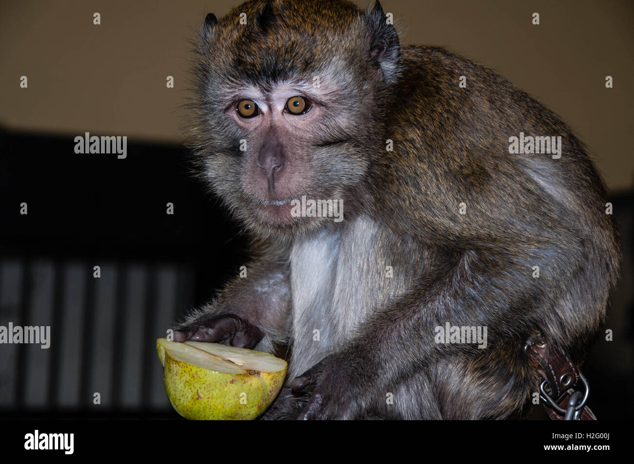 Monkey for breakfast eats ripe and juicy PEAR Stock Photo - Alamy