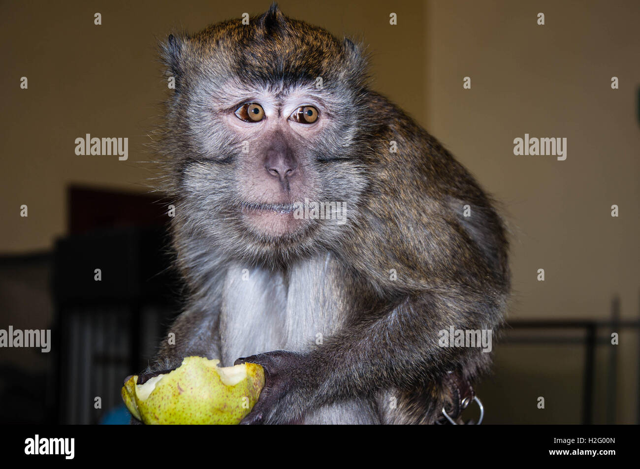 Monkey for breakfast eats ripe and juicy PEAR Stock Photo - Alamy